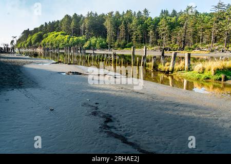 Evergreen trees and old pilings line the Moclips River in Washington ...