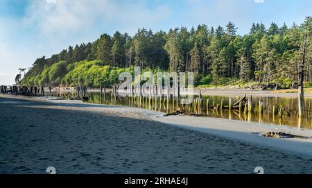 Evergreen trees and old pilings line the Moclips River in Washington ...