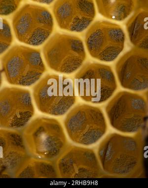 New Queen Honey Bee hatching from queen cell within hive Apis mellifera ...