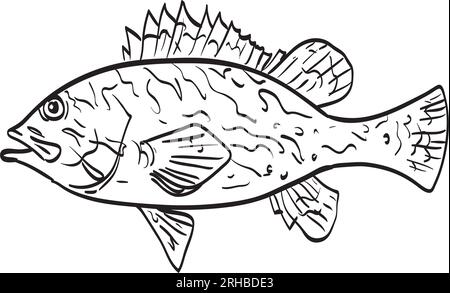 Drawing sketch style illustration of a Quillback rockfish side view ...