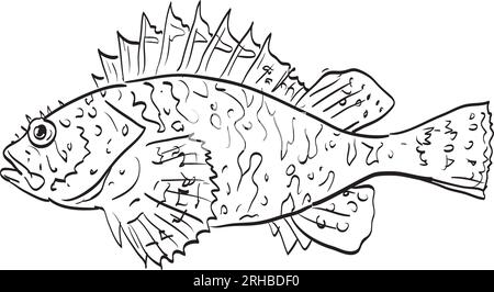 Drawing sketch style illustration of a California halibut fish native ...
