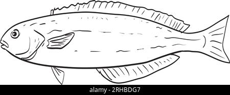 Drawing sketch style illustration of a California halibut fish native ...