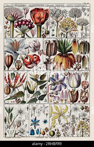 Vintage Botanical illustration. 18th-Century Botanical Chart: Linnaean ...