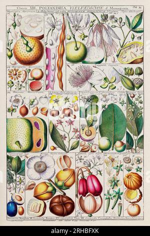 Vintage Botanical illustration. 18th-Century Botanical Chart: Linnaean ...