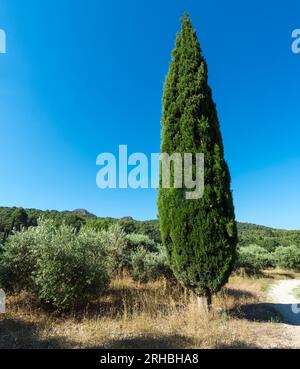 Olive trees and cypress at St Remy de Provence. Buches du Rhone ...