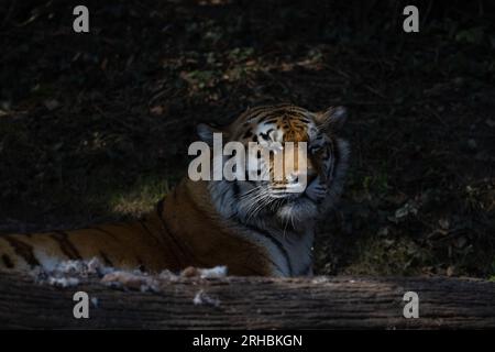 The tiger is still in acute danger of extinction because its bones are ...
