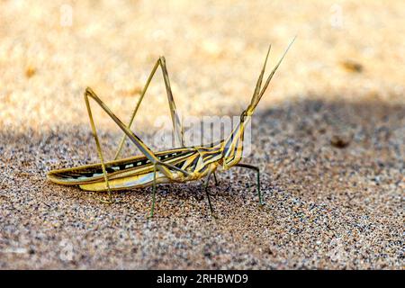 close up of a desert locust in pink color in a human hand Stock Photo ...