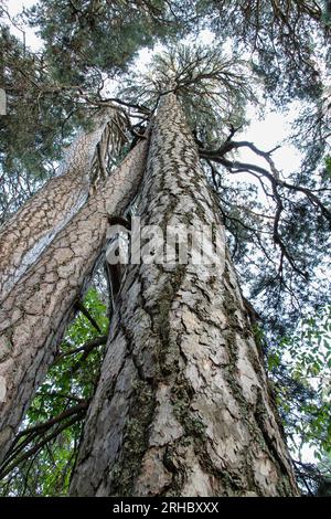 The giant pine trees of the secular reserve of the Giganti della Sila ...