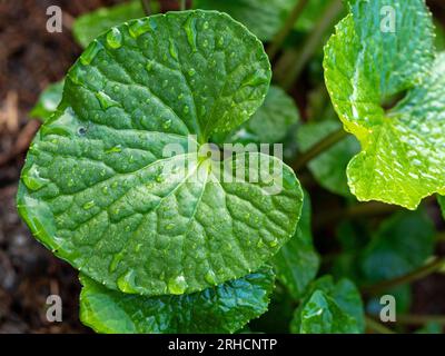 Green leaves of the Wasabi plant, Australian coastal garden Stock Photo ...