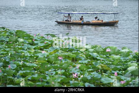 Tourists admire blooming lotus flowers at Mirror Lake Park in Wuhu ...