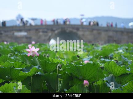 Tourists admire blooming lotus flowers at Mirror Lake Park in Wuhu ...