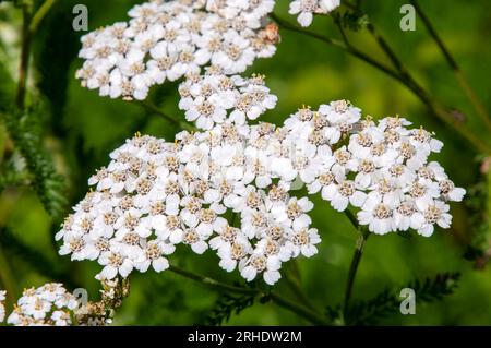 Sydney Australia, achillea millefolium or common yarrow in garden Stock ...