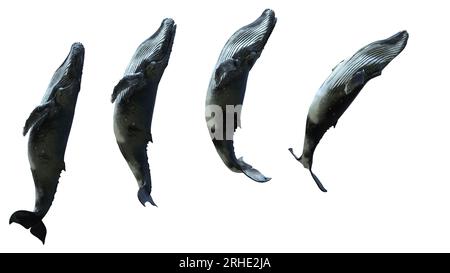 Isolated 3d humpback whale swimming side View on white background Stock ...