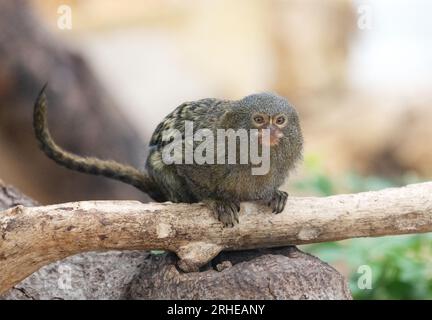 Adult Pygmy marmoset (Cebuella Pygmaea) standing on the branch Stock ...