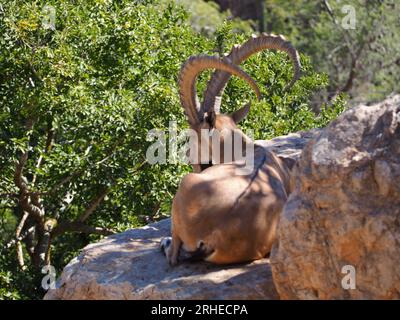 Back of Nubian ibex resting on rock Stock Photo - Alamy