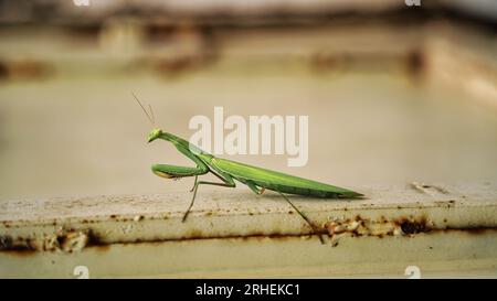 Tidda (Grasshoppers) are typically ground-dwelling insects with ...