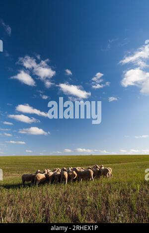 Merino sheep commercial farming in the Western Cape, South Africa Stock ...