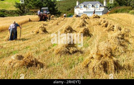 Harvesting Crop Of Oats using traditional methods Stock Photo - Alamy