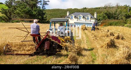 Harvesting Crop Of Oats using traditional methods Stock Photo - Alamy