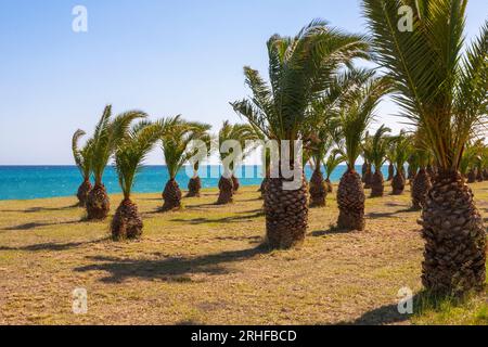 Palm trees planted by the beach at Roccella Ionica, Calabria, Southern ...