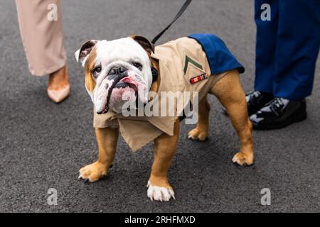 A US Marine Barracks Washington dog handler marches with Sergeant ...