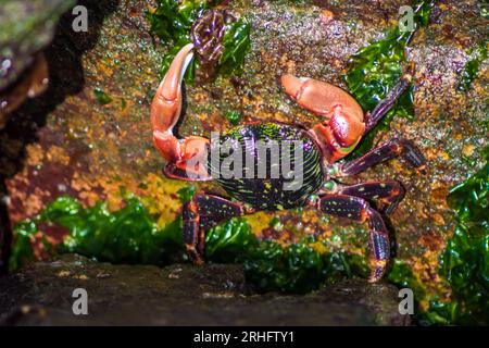 Shore soft shell crab in Sausalito, San Francisco, California Stock ...