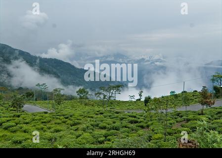 tea garden view in kalimpong town Stock Photo - Alamy
