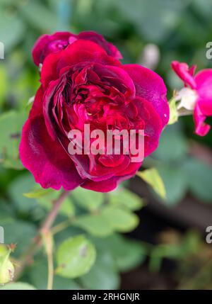 'Munstead Wood' English Rose, Engelsk ros (Rosa Stock Photo - Alamy