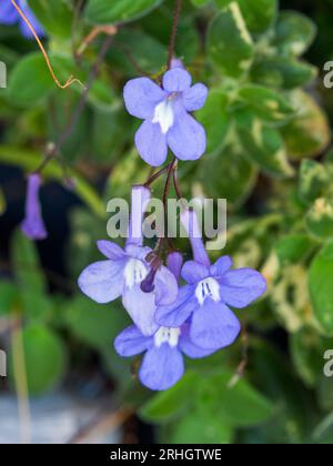 Nodding violets, purple flowers with white centres on slender stems ...