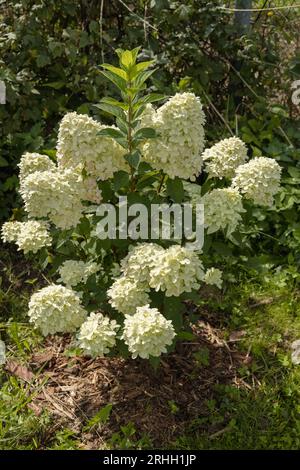 Hydrangea paniculata sort Magical Candle hydrangea with white flowers ...