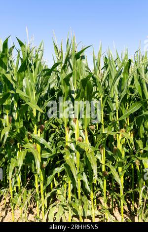 Side view of sweetcorn maize plants growing in a field, Suffolk ...