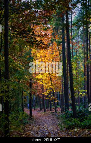 Footpath in the Lasek na Kole forest with bench made of a tree log on ...
