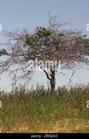 A simple tree growing in the beachy fields Stock Photo - Alamy