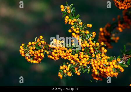 bacche colorate in autunno Stock Photo - Alamy