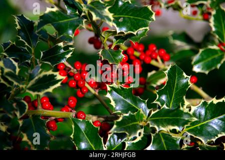 bacche colorate in autunno Stock Photo - Alamy