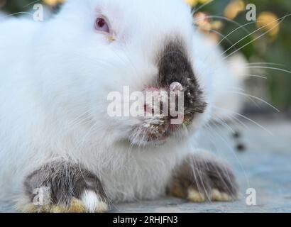 Home rabbit patient with viral myxomatosis disease Stock Photo - Alamy