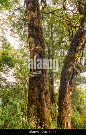 Scenic view of indeginous trees growing in the Montane Forest Zone of ...