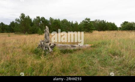 Snag, an old tree lies in a swamp in a meadow among yellow-green grass ...