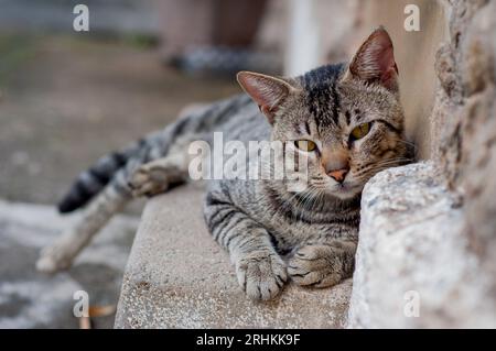 Cat portrait. Mixed breed cat. Cat with brindle coat Stock Photo - Alamy