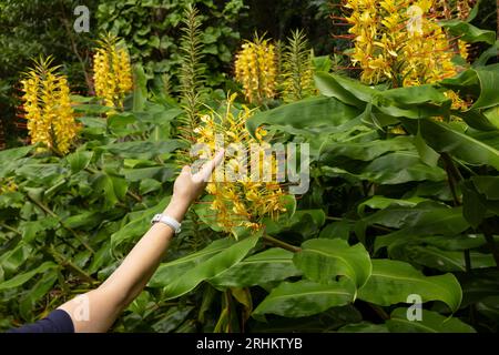 Azores. National flower of Azores Stock Photo - Alamy