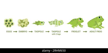 Life Cycle of a Frog colorful diagram on a white background Stock ...