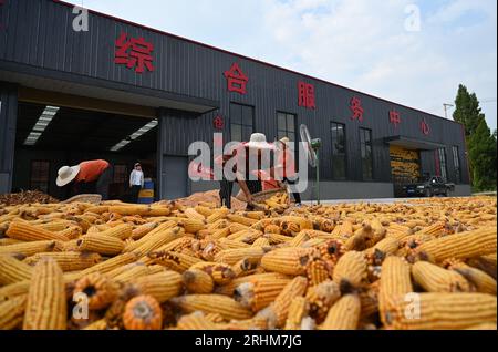 NEIJIANG, CHINA - AUGUST 17, 2023 - Farmers drive harvesters to harvest ...