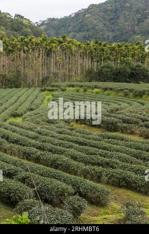 Tea farm in Taiwan. Hillside tea plantations in Shizhuo, Alishan ...