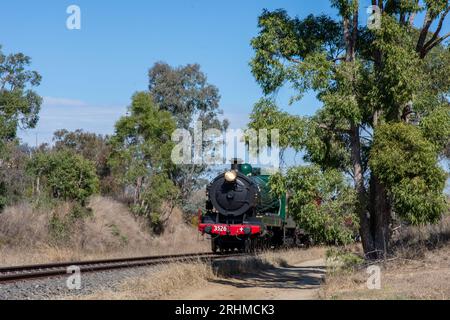 Steam passenger locomotive 3526 travelling passed gum trees in rural ...