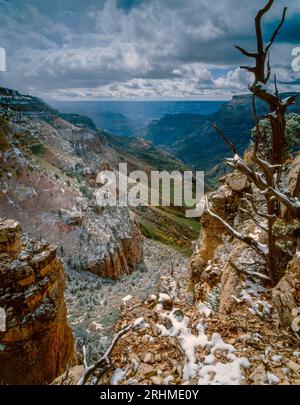Clearing Snowstorm, Swamp Point, Bass Canyon, Grand Canyon NP AZ Stock ...