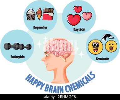 Illustration of happy brain chemicals in human anatomy Stock Vector ...