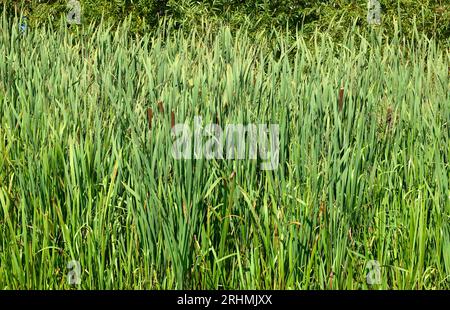 Dense mass of Bull rush reeds background Stock Photo - Alamy