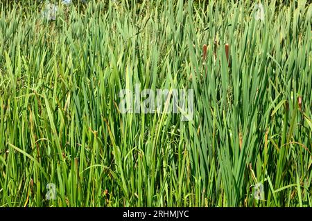 Dense mass of Bull rush reeds background Stock Photo - Alamy