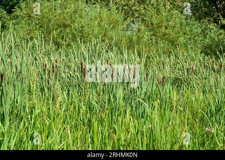 Dense mass of Bull rush reeds background Stock Photo - Alamy