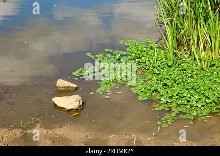 River weeds floating in shallow water Stock Photo - Alamy